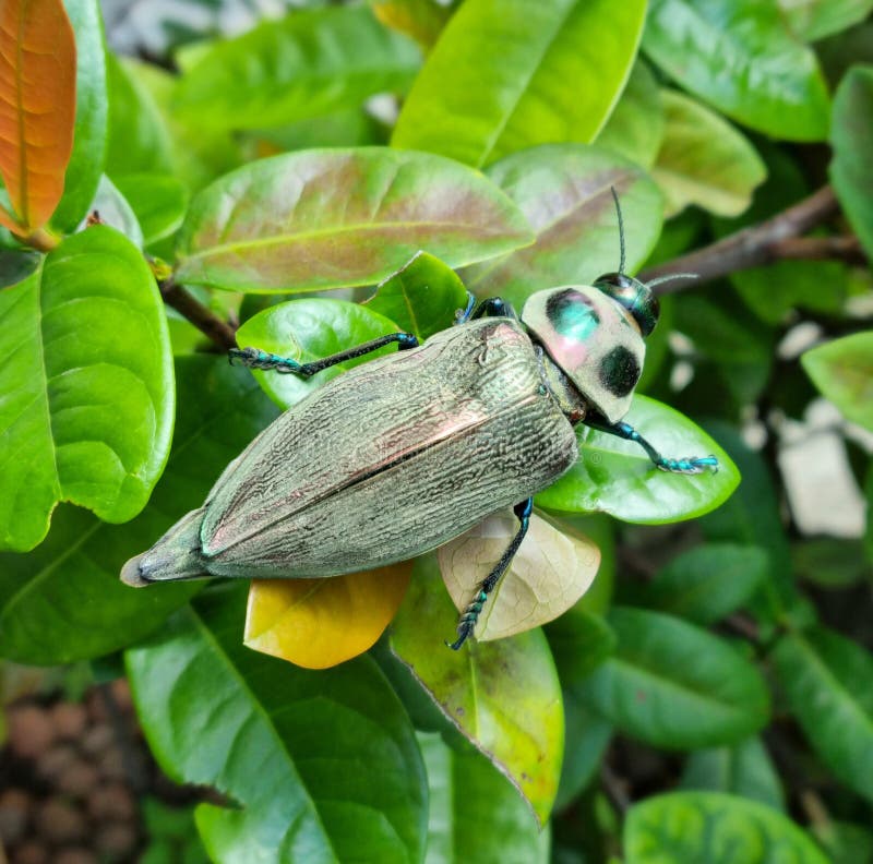 Insect Walking on a Green Leaf Stock Photo - Image of insect, nature ...