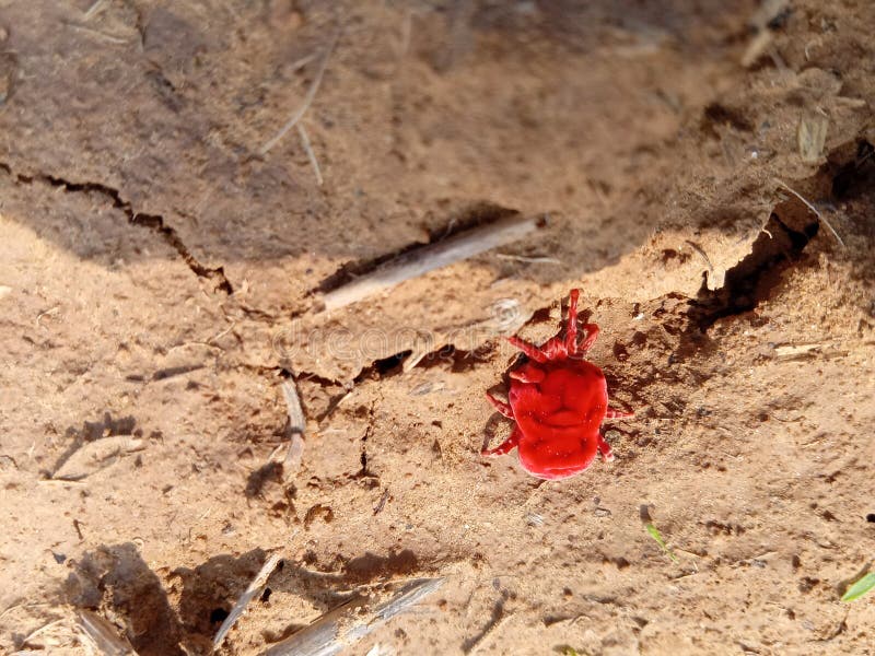 Insect are Walking on the Ground Stock Photo - Image of rock, walking ...