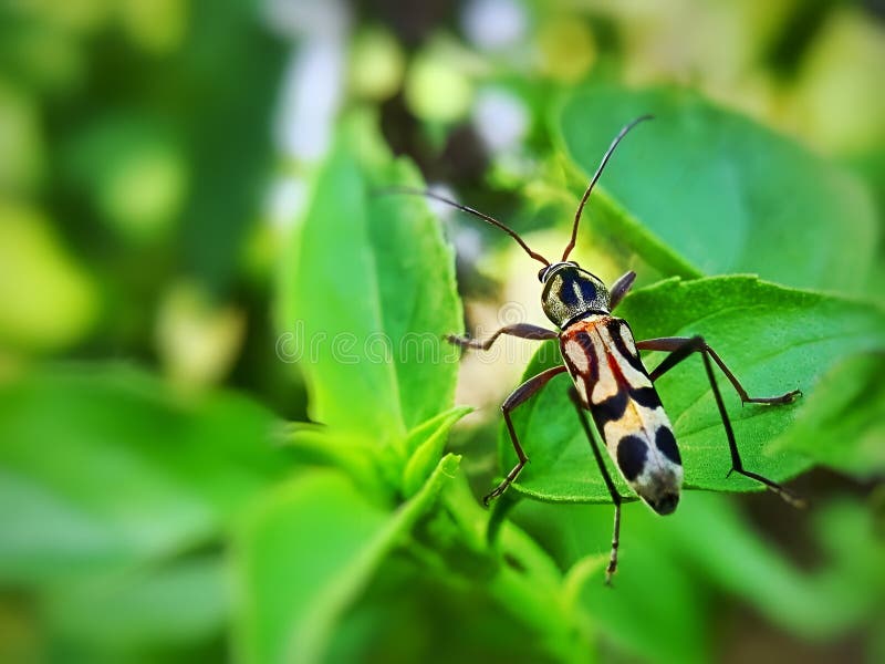 An Insect is Walking on the Leaves Stock Image - Image of icon, beetle ...