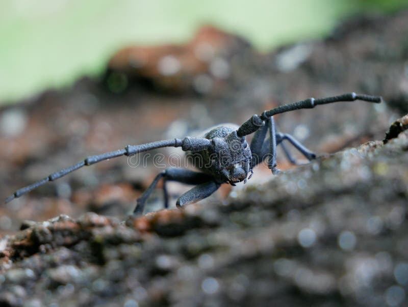 An Insect ,Morimus Asper, is on an Old Trunk Tree Stock Photo - Image ...