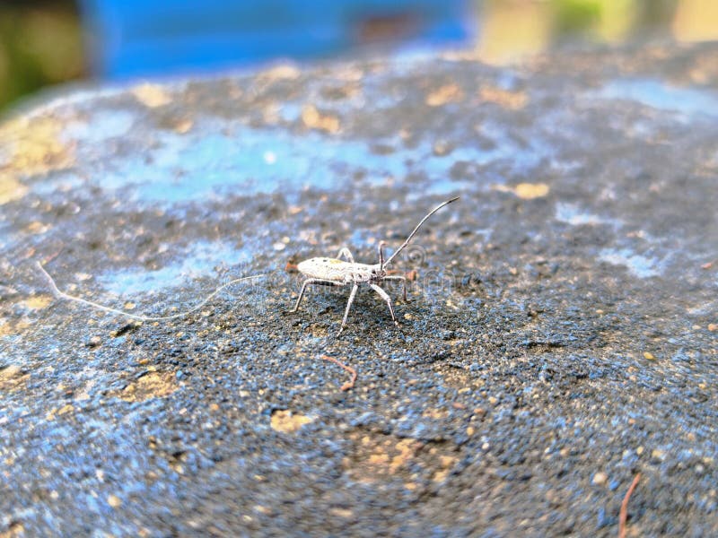An Insect on the Wall Fence in Front of the House Stock Photo - Image ...
