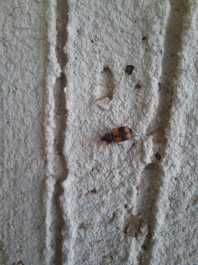 Insect on the Wall in the Morning on a Rainy Winter Day Stock Photo ...