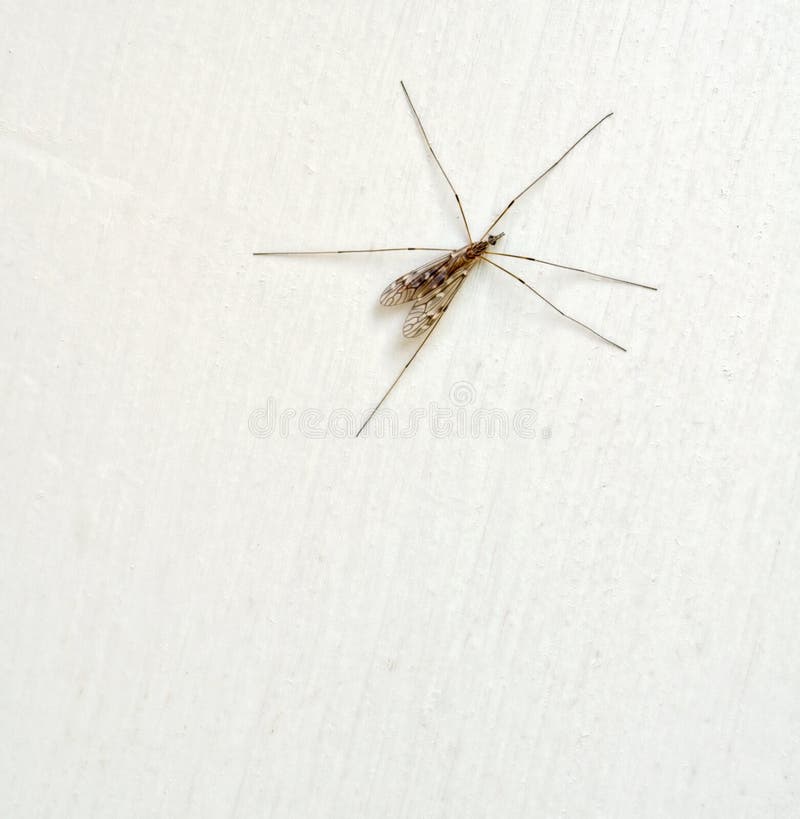 Insect on wall stock photo. Image of structured, copyspace - 35940322