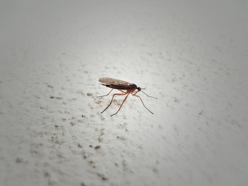 Insect stock photo. Image of mosquito, beetle, thewingsofafly - 305073730