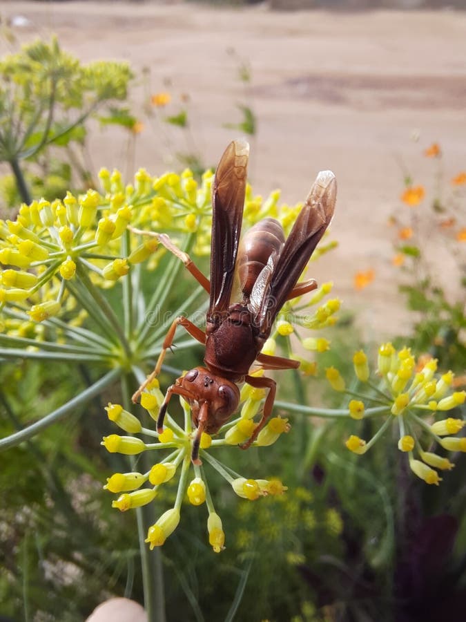 Insect & X28;wasp& X29; on Flower, Pollination Stock Image - Image of ...