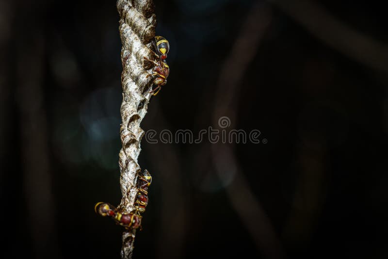 Insect wasp nest with eggs stock photo. Image of black - 216474222