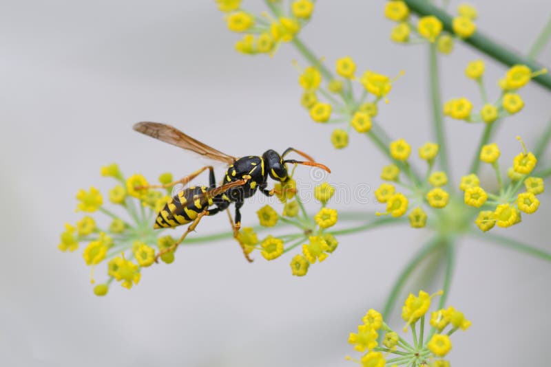 Insect, Wasp, Pest, Membrane Winged Insect Stock Image - Image of ...