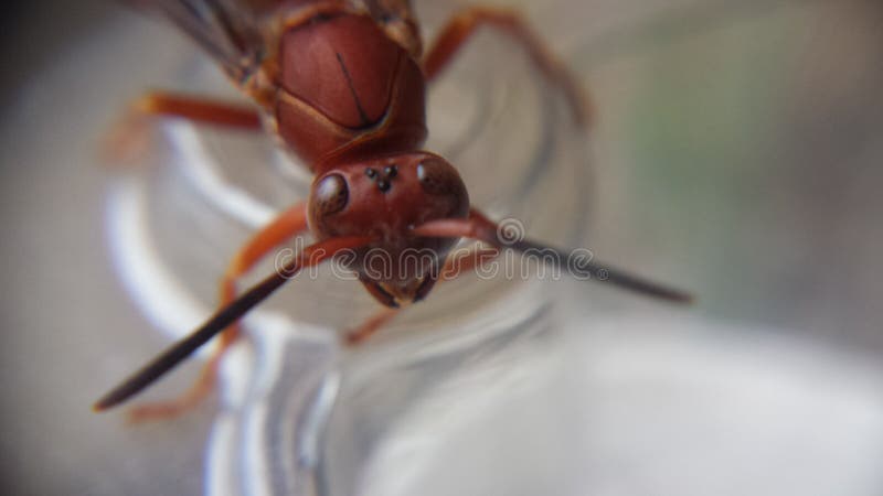 Insect Wasp Red Big Invertebrates Stock Image - Image of insect, animal ...