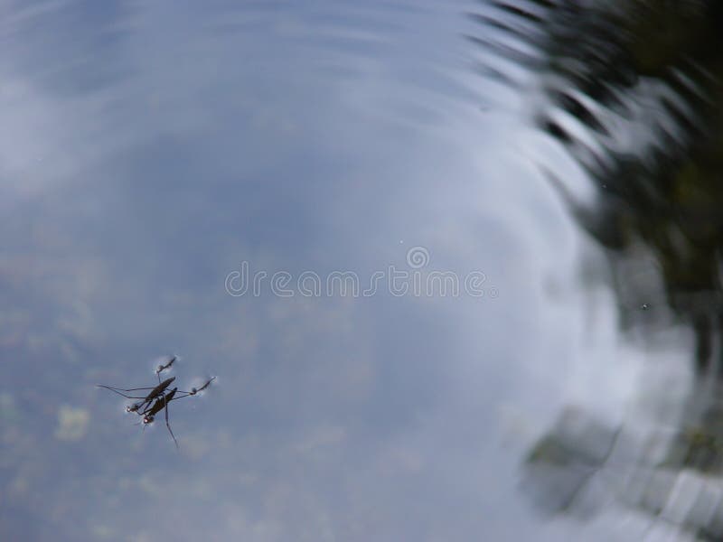 Insect in Water stock image. Image of still, nature, insect - 159947