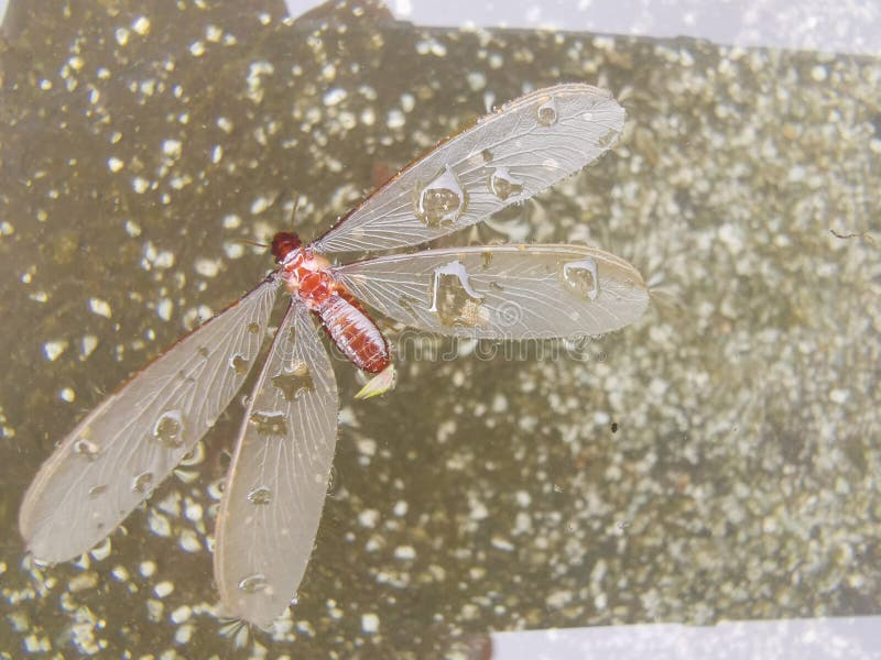 An insect on water. stock photo. Image of wings, drown - 188695546
