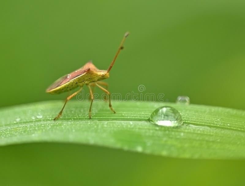 Insect and Water Droplets on a Leaf Stock Image - Image of green, lake ...
