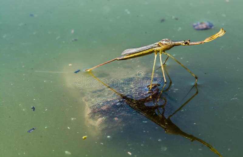 Insect in water stock image. Image of unique, water, bright - 47696657