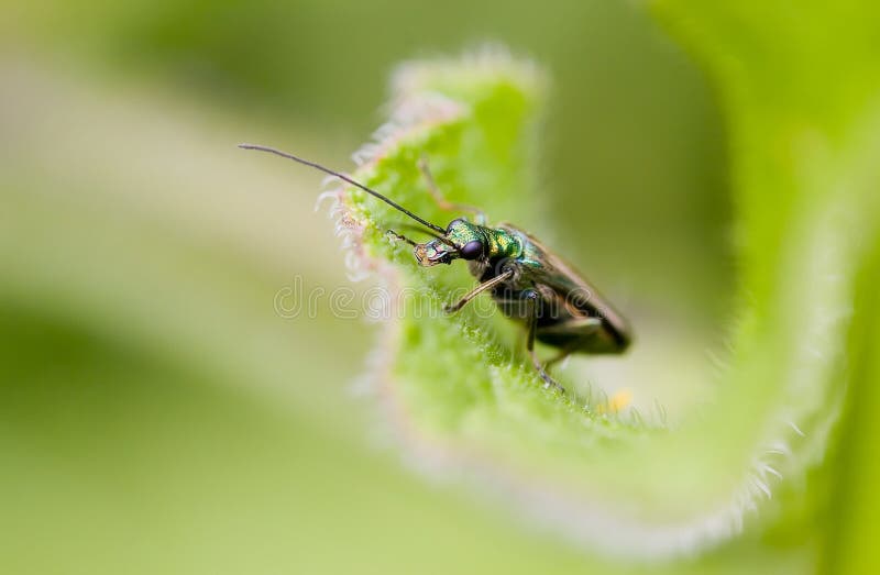 Insect in a wave stock image. Image of black, blue, colorful - 5329709
