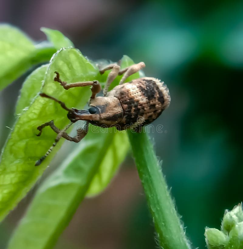 Insect Weevil on a Leaf Taken from a Macro Photo Stock Image - Image of ...