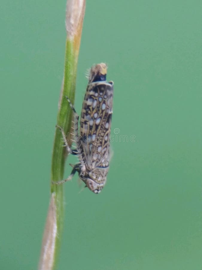 Insect were running down stock photo. Image of wildlife - 200722734