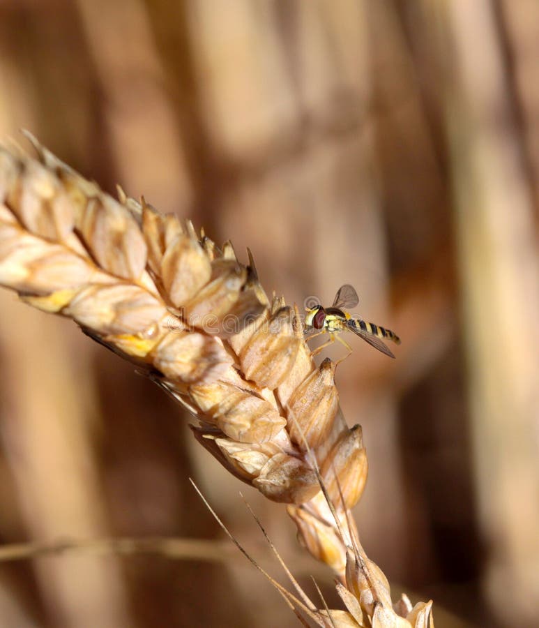 Insect on a Wheat Ears Macro in the Morning Stock Photo - Image of ...