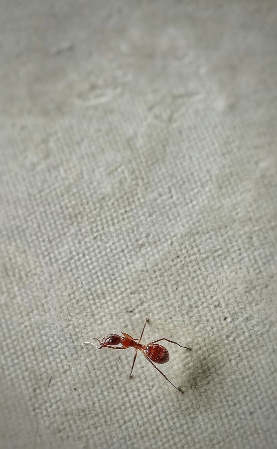 An insect on a white cloth stock image. Image of insect - 258536935