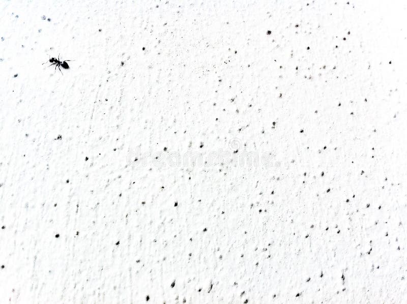 Insect on white wall stock image. Image of insect, abstract - 49478291