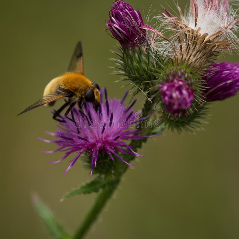 BUMBLEBEE stock photo. Image of 6116202427424549, collecting - 348458964