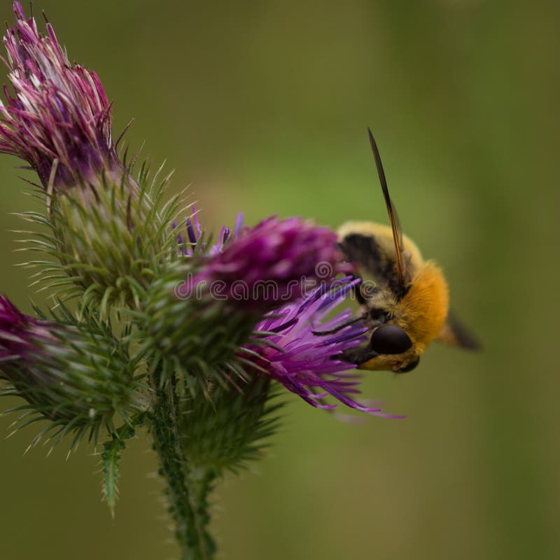 BUMBLEBEE stock photo. Image of wildlife, biology, botany - 349013808