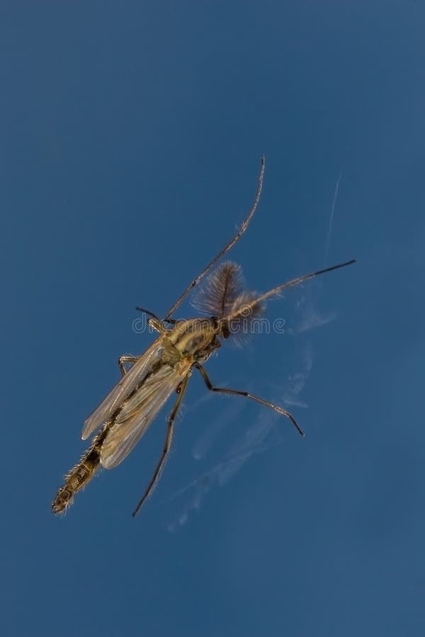 Insect on Window Glass Against Blue Sky Stock Image - Image of legs ...
