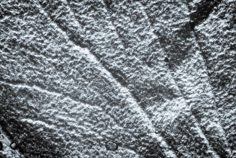 Bee wing detail stock image. Image of pattern, animal - 5586171