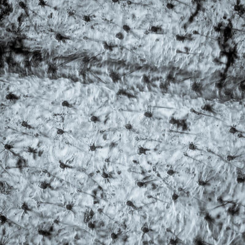 Insect wing detail texture stock photo. Image of life - 25711986