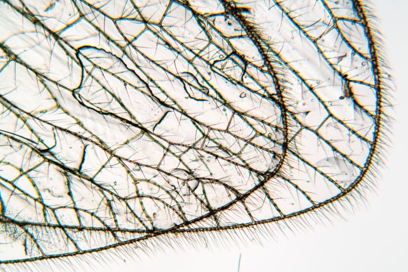 Insect Wing Under Microscope Insect Wing Under Microscope Stock Image ...