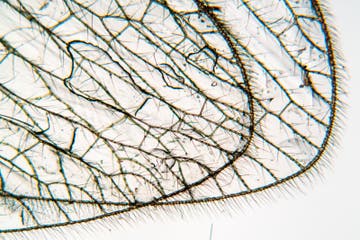 Insect Wing Under Microscope Insect Wing Under Microscope Stock Image ...
