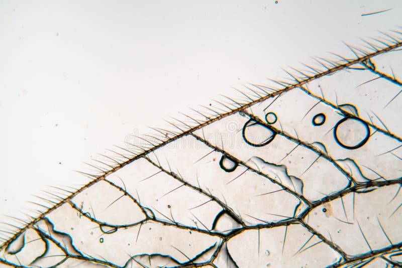 Insect Wing Under Microscope Insect Wing Under Microscope Stock Photo ...
