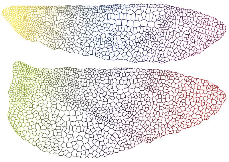 Insect Wings with Delicate Texture Stock Vector - Illustration of wing ...