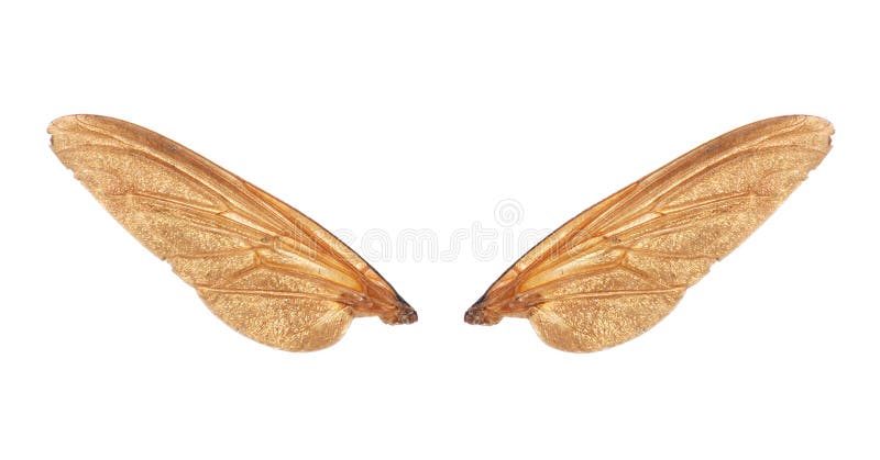 Insect wings of fly stock image. Image of animal, freedom - 11728895