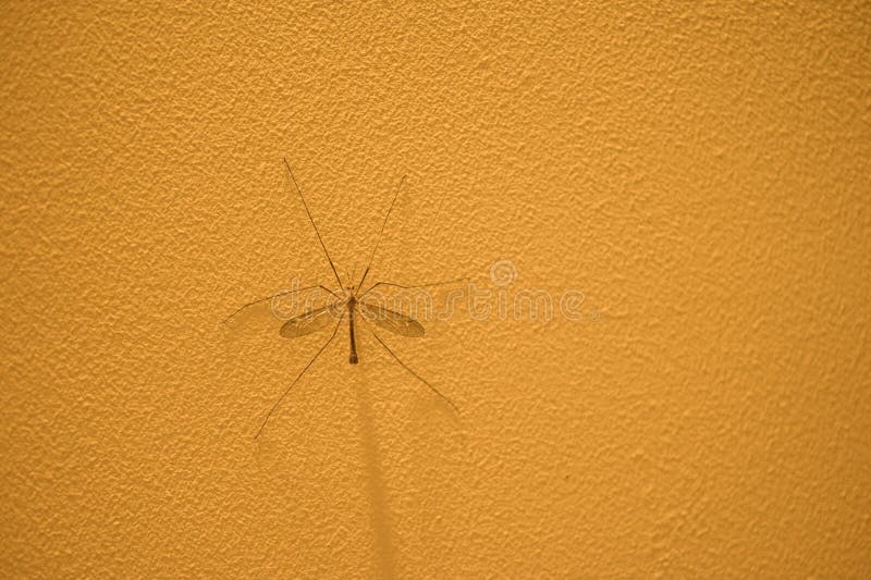 Insect with Wings on a Wall in the Twilight, Texture on the Wall Stock ...