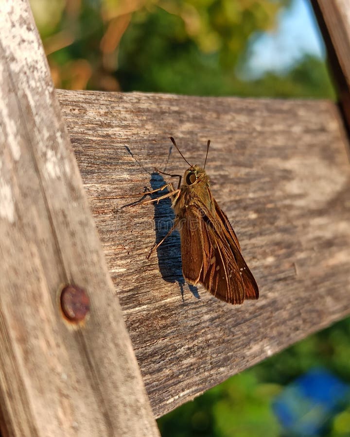 Insect at wood stock image. Image of wood, alight, brown - 189756723