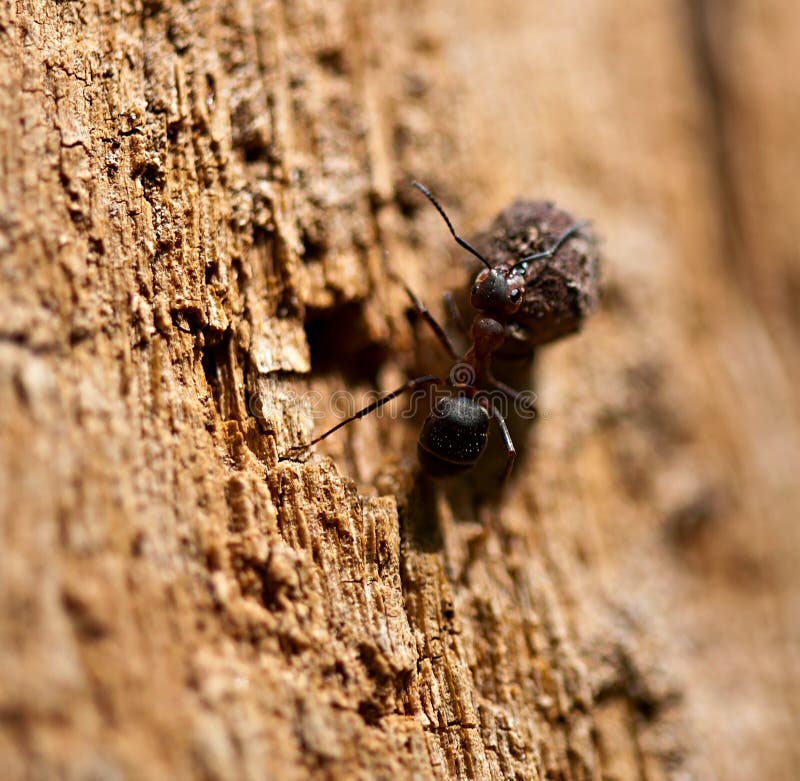 Ant at work stock photo. Image of working, extreme, color - 1992888