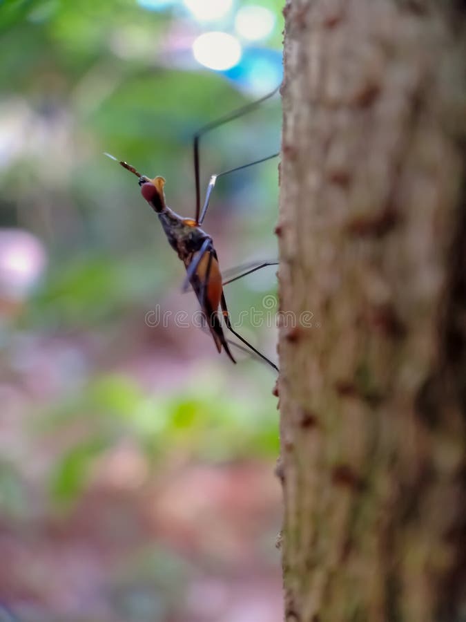 Insect on a Wood Close Up View Stock Photo - Image of large, insect ...
