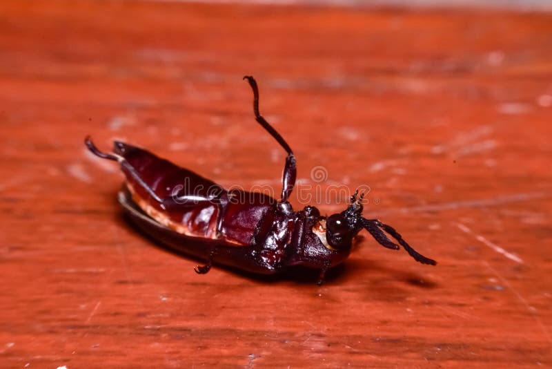 Insect is on wooden floor. stock photo. Image of floor - 228729980