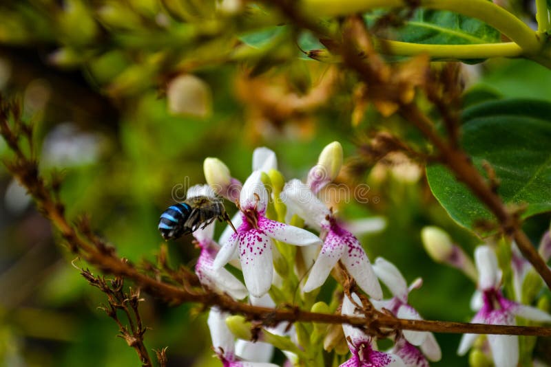 Insect on work stock photo. Image of flower, syrup, colorful - 174922364