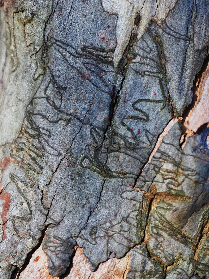 Insect or Worm Tracks on Eucalyptus Tree Bark Stock Photo - Image of ...