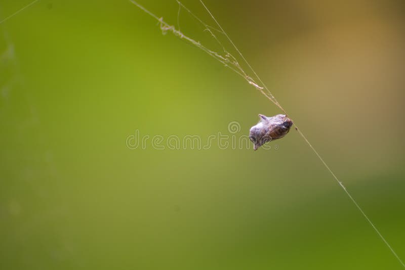 362 Insect Wrapped Spider Web Stock Photos - Free & Royalty-Free Stock ...