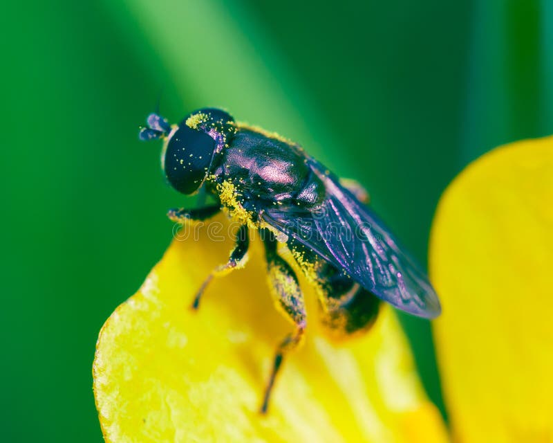 Insect, yellow, bee stock image. Image of animal, nature - 248409689