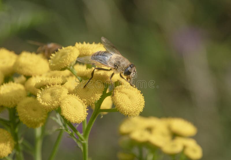 Insect on a yellow brood stock image. Image of closeup - 251159591