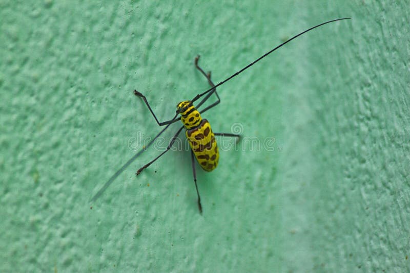 Insect on Yellow Flower of Okra Plant Stock Image - Image of bloom ...