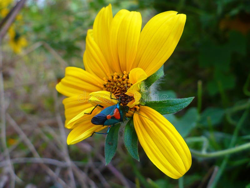 Insect on yellow flower. stock photo. Image of pretty - 31301798