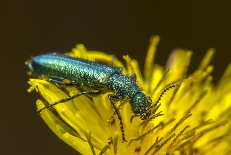 Insect on yellow flower stock image. Image of flowers - 92309211