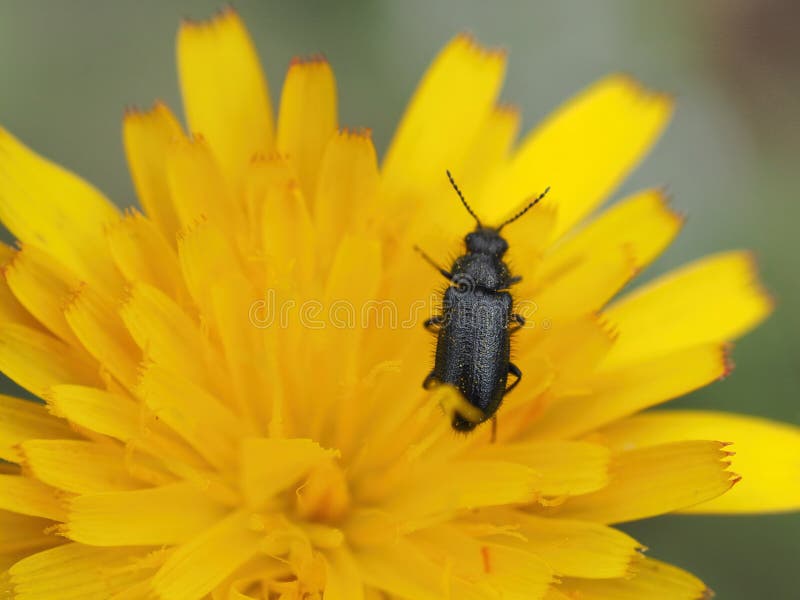Insect on Yellow Flower of Okra Plant Stock Photo - Image of arthropoda ...