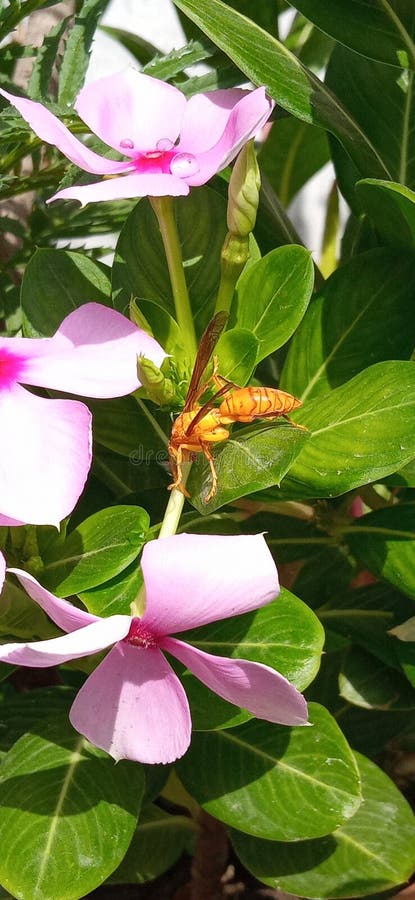 Insect Yellow Insect Tataia Insect on Green Leaf Stock Photo - Image of ...