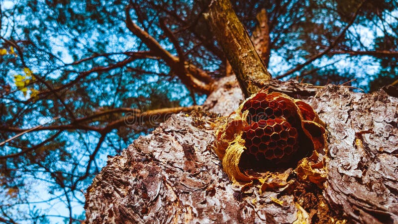 Hymenoptera Apocrita stock image. Image of nature, macro - 6504351