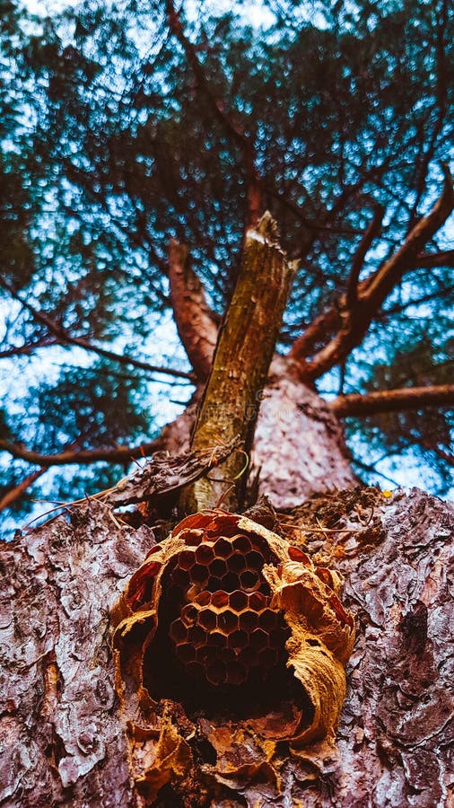 Insecta Wasp Hymenoptera Apocrita House Stock Image - Image of trunk ...