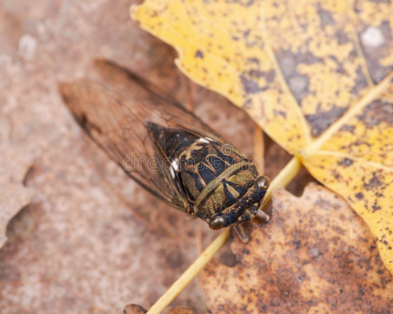 Insectcicade Cicadoidea En Shell Van De Cicadenimf Exuvum Shell Van Het ...